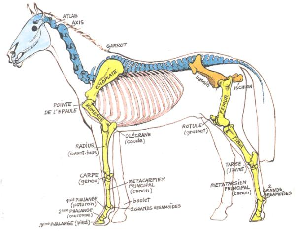 Le Squelette Du Cheval le-squelette-du-cheval